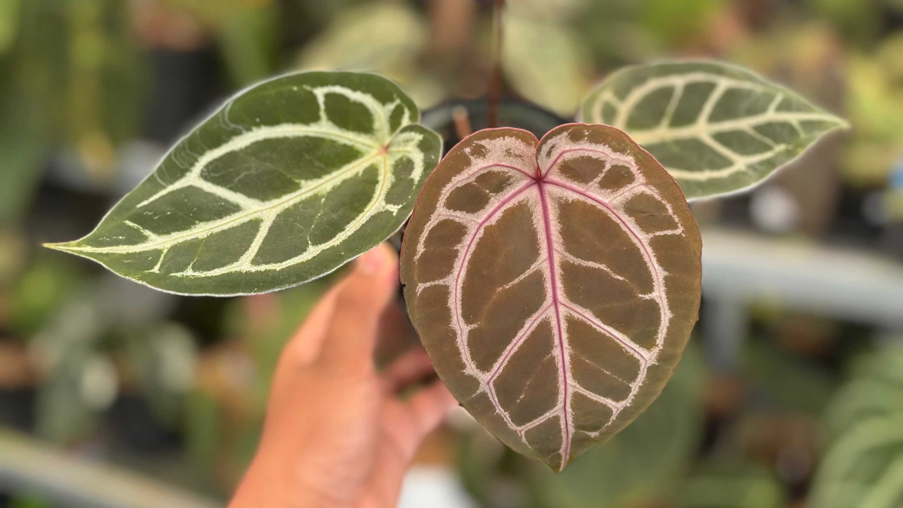 Anthurium Hybrid – Greenspaces.id