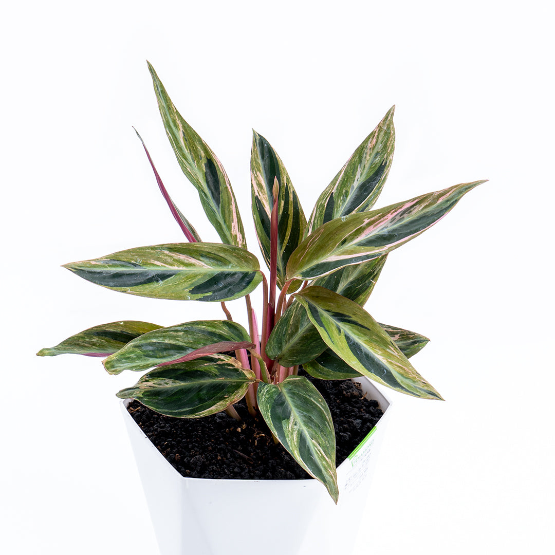 Calathea Collection | Greenspaces.id