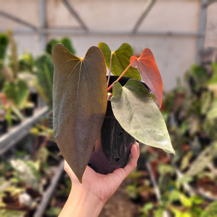Online Plant Nursery – Greenspaces.id