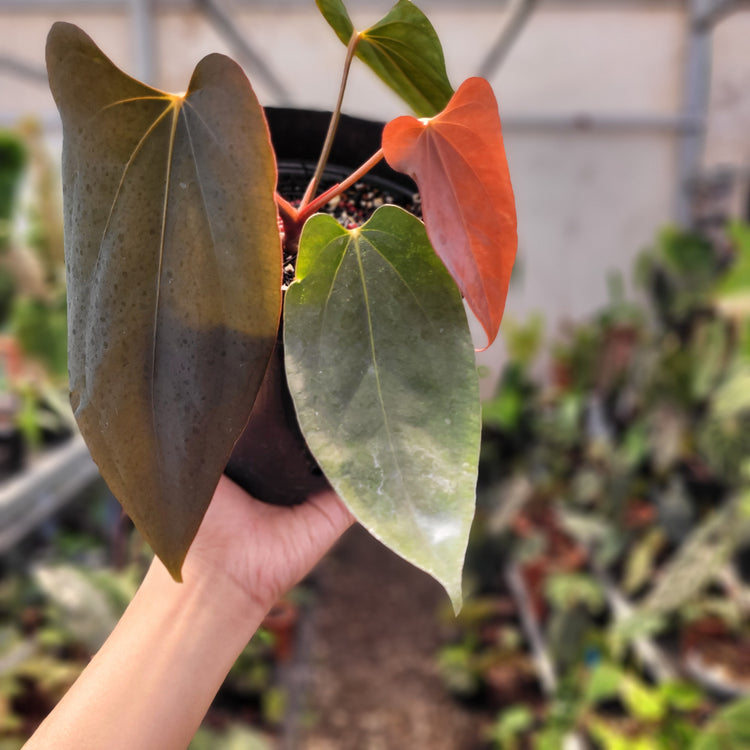 Online Plant Nursery – Greenspaces.id