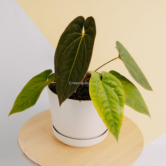 Online Plant Nursery – Greenspaces.id