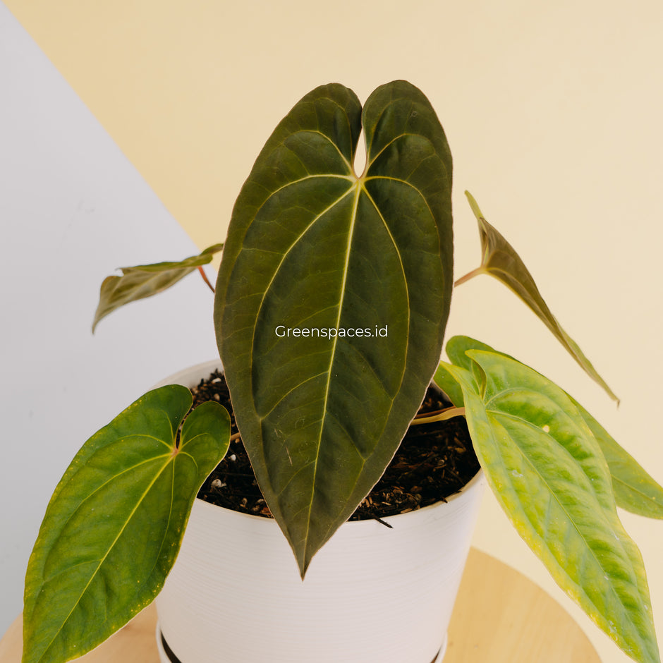 Online Plant Nursery – Greenspaces.id