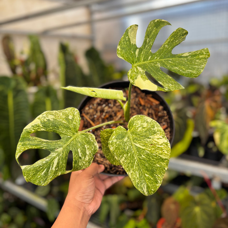 Online Plant Nursery – Greenspaces.id