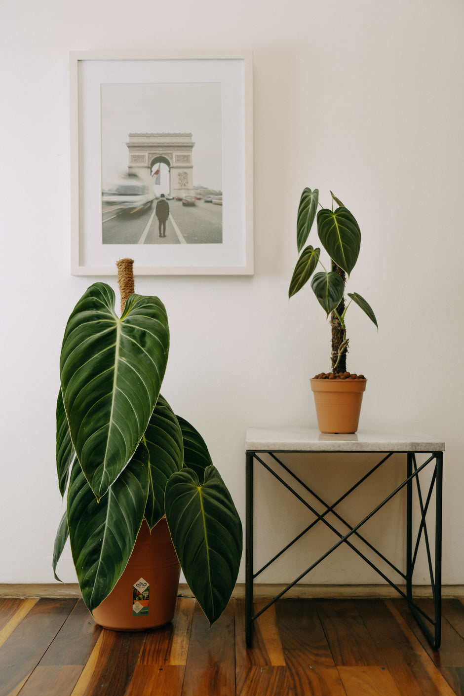 Anthurium Angela x Black Widow – Greenspaces.id