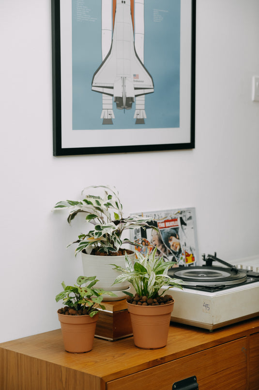 Online Plant Nursery – Greenspaces.id