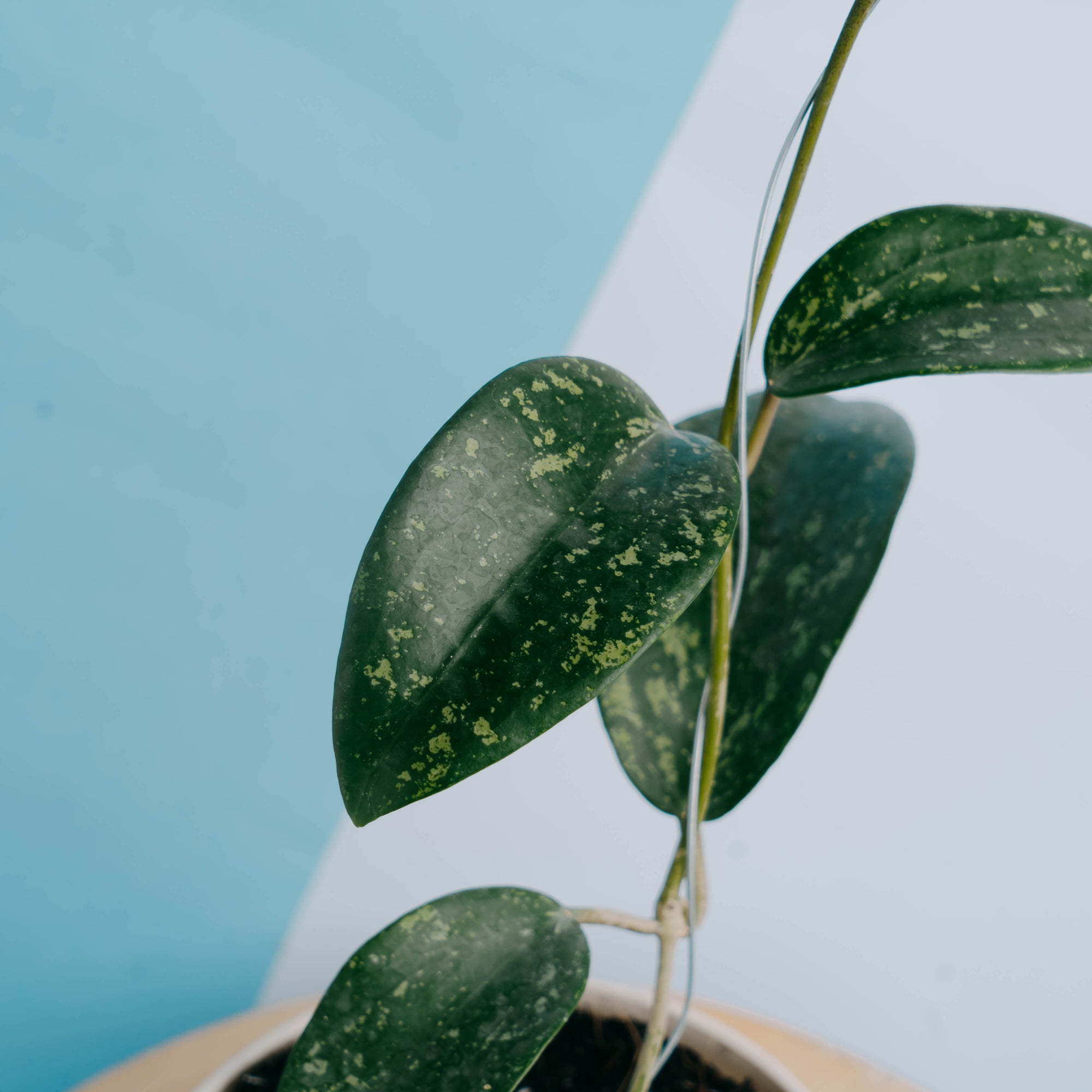 Hoya macrophylla splash – Greenspaces.id