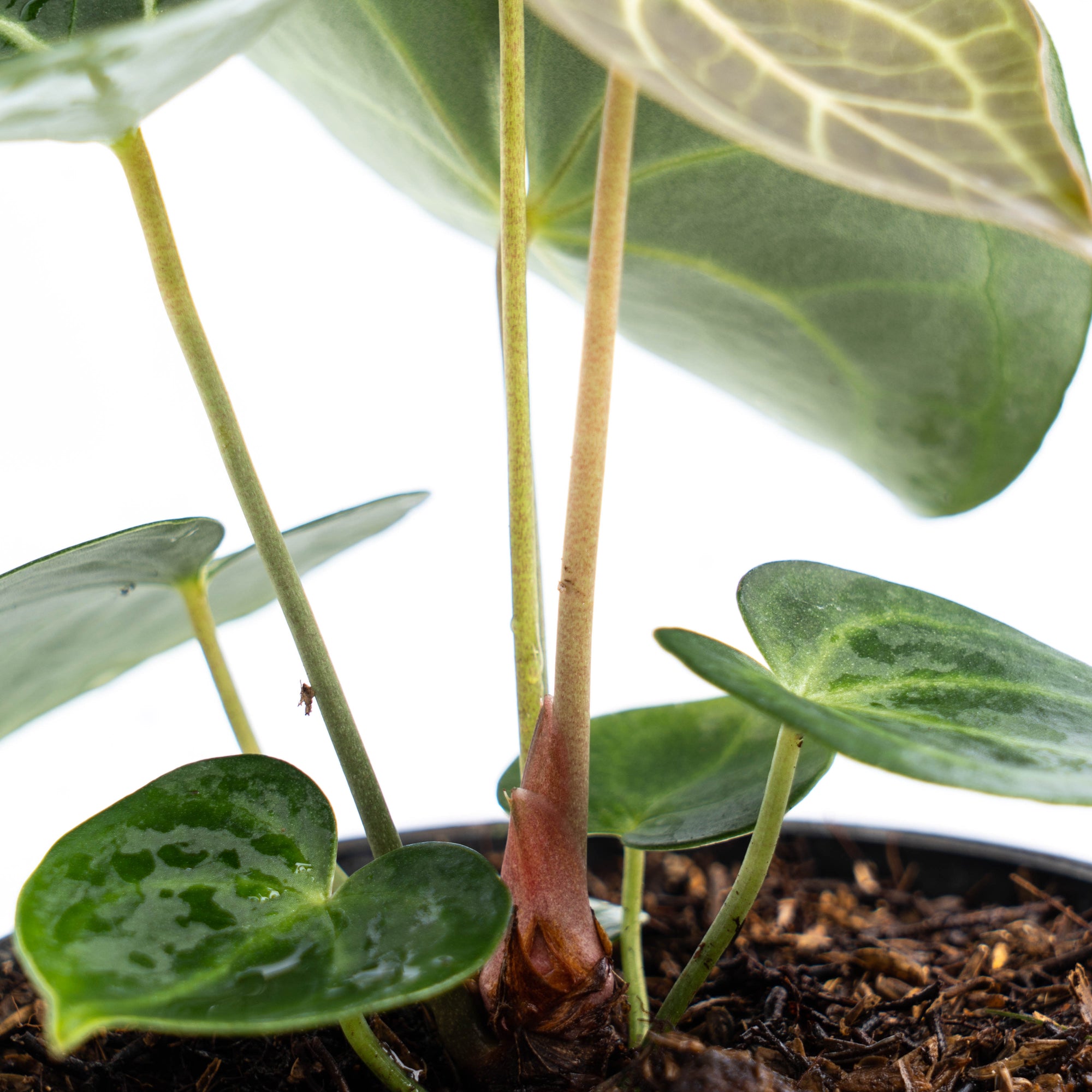 Anthurium Clarinervium – Greenspaces.id