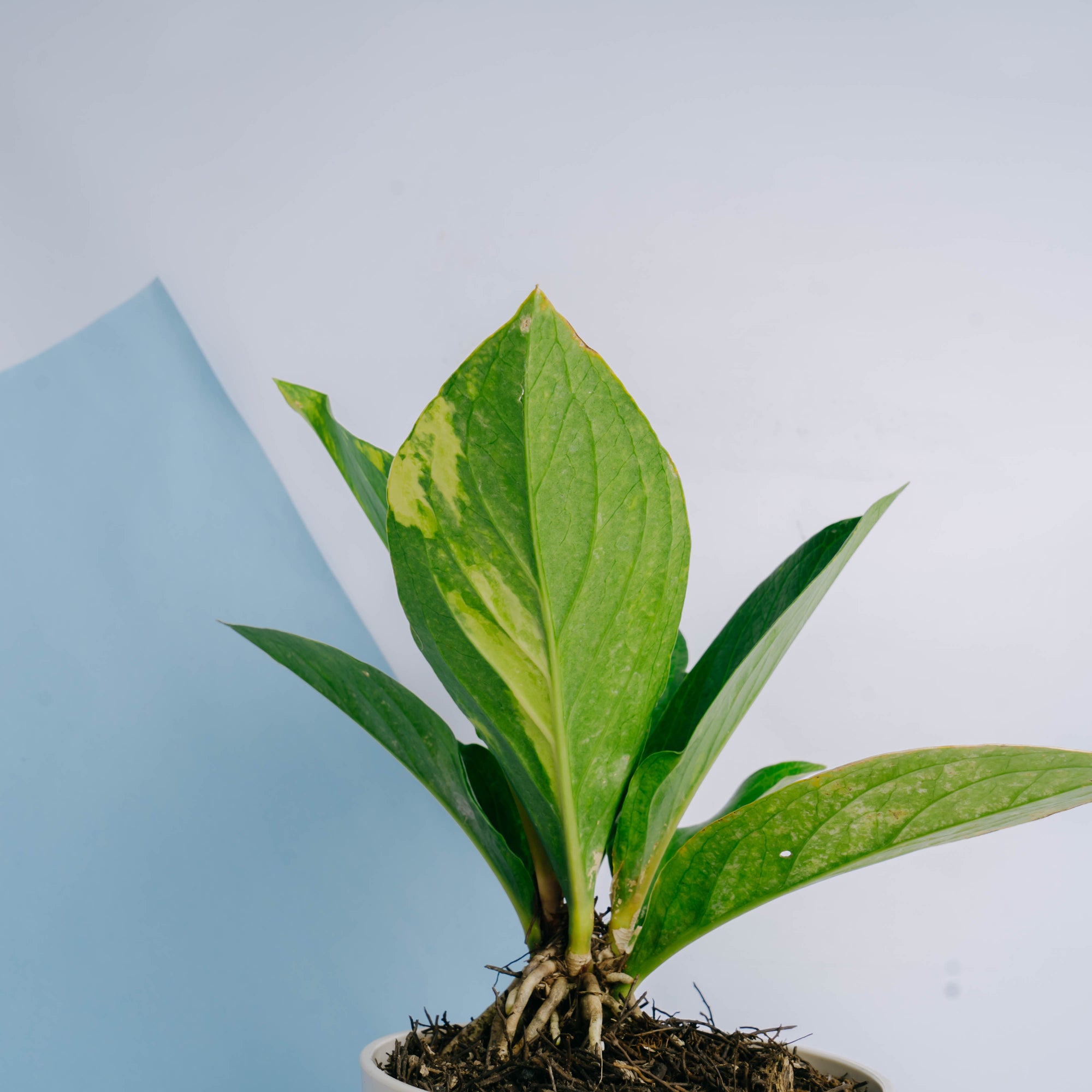 Anthurium jenmanii cobra variegated Big size – Greenspaces.id