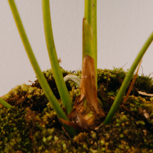 Anthurium Corong – Greenspaces.id