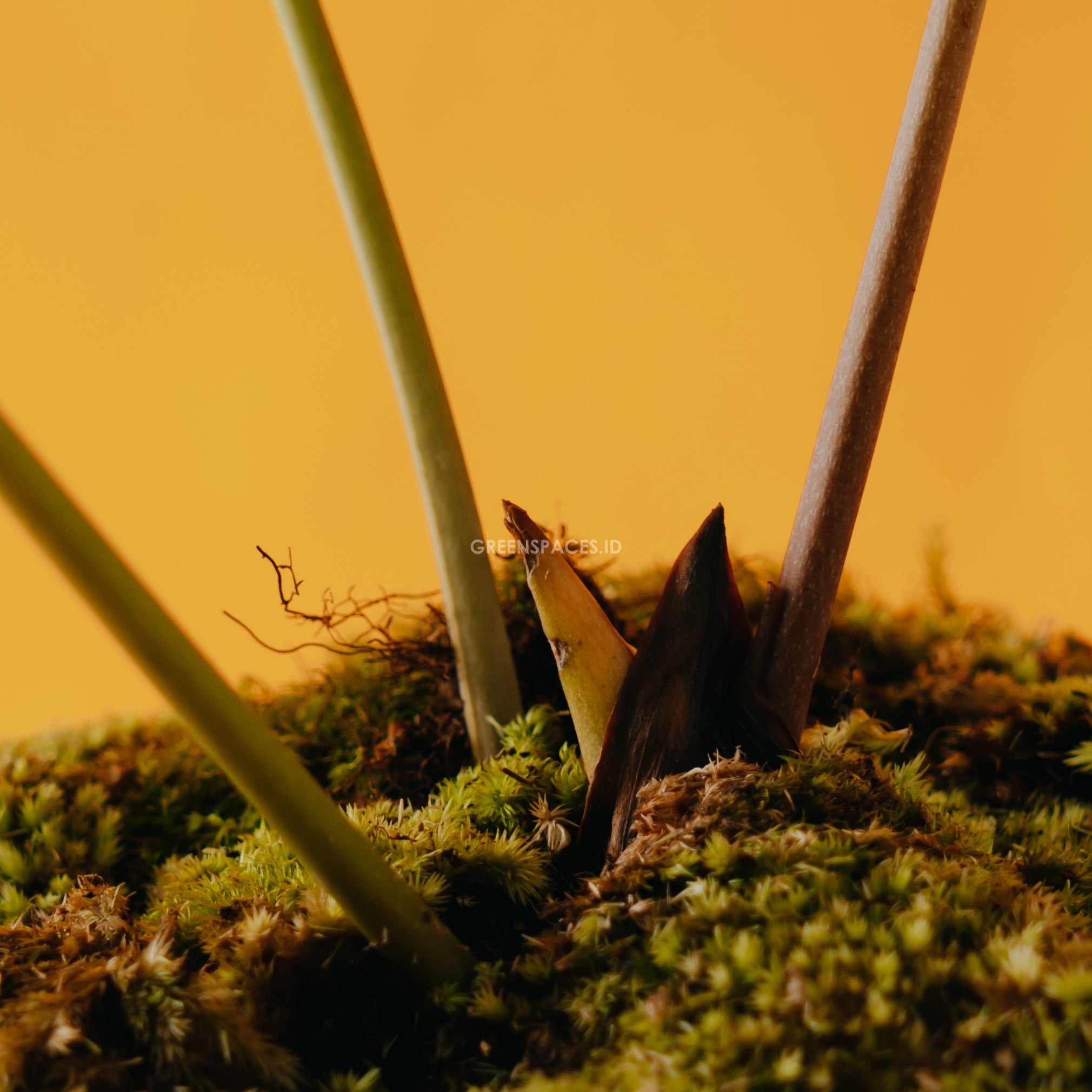 Anthurium Magnificum Verde | Greenspaces.id