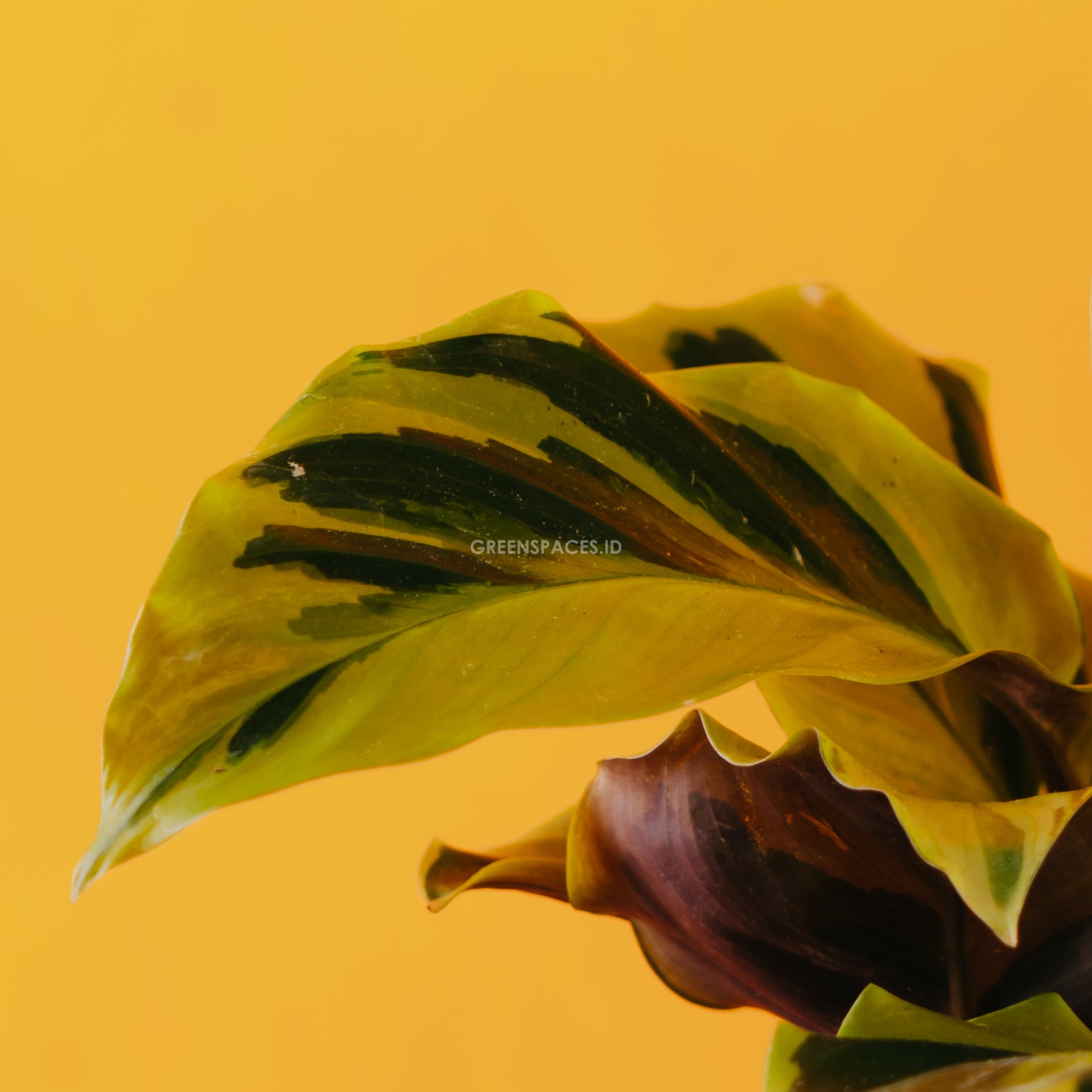 Calathea Yellow Fusion – Greenspaces.id