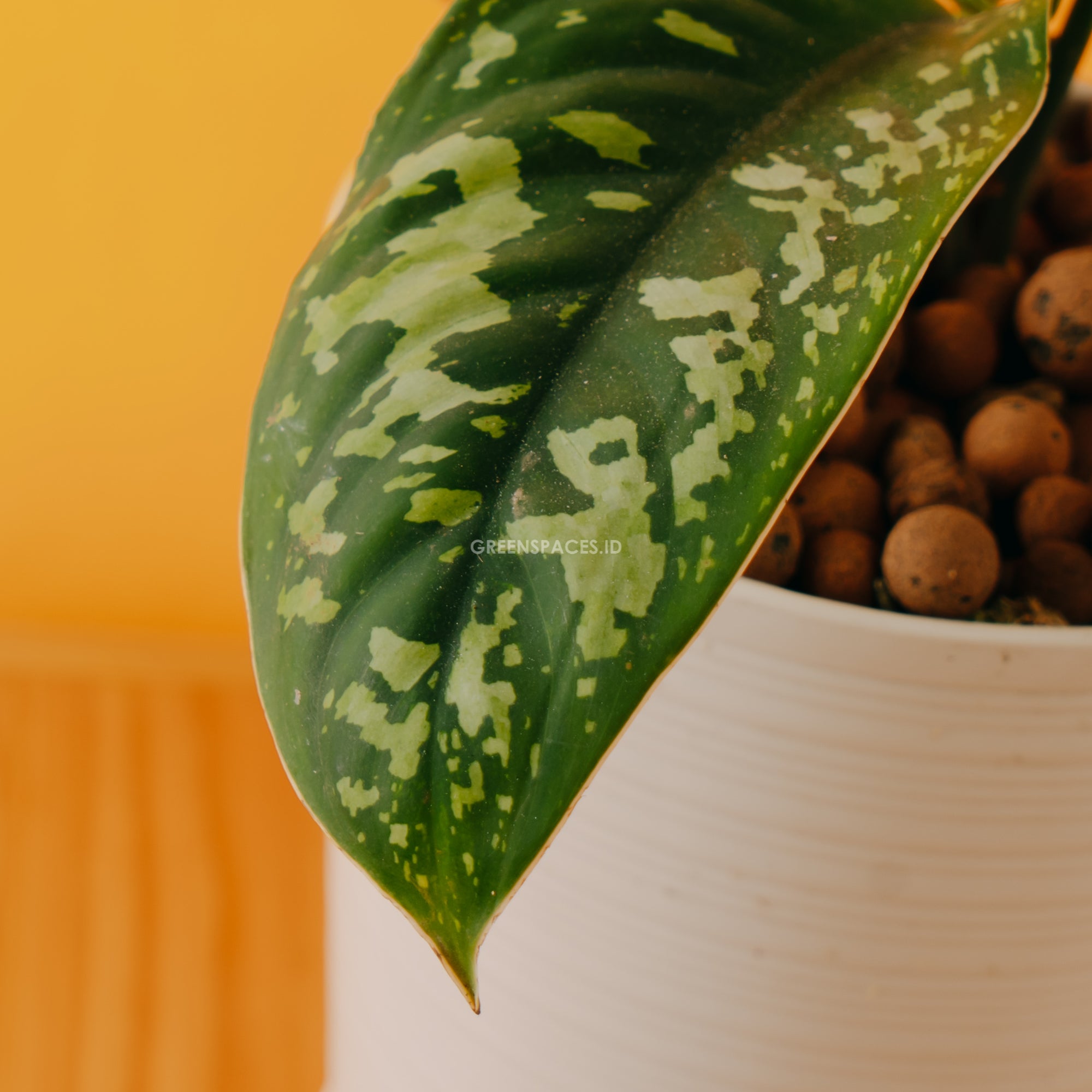 Homalomena Army – Greenspaces.id