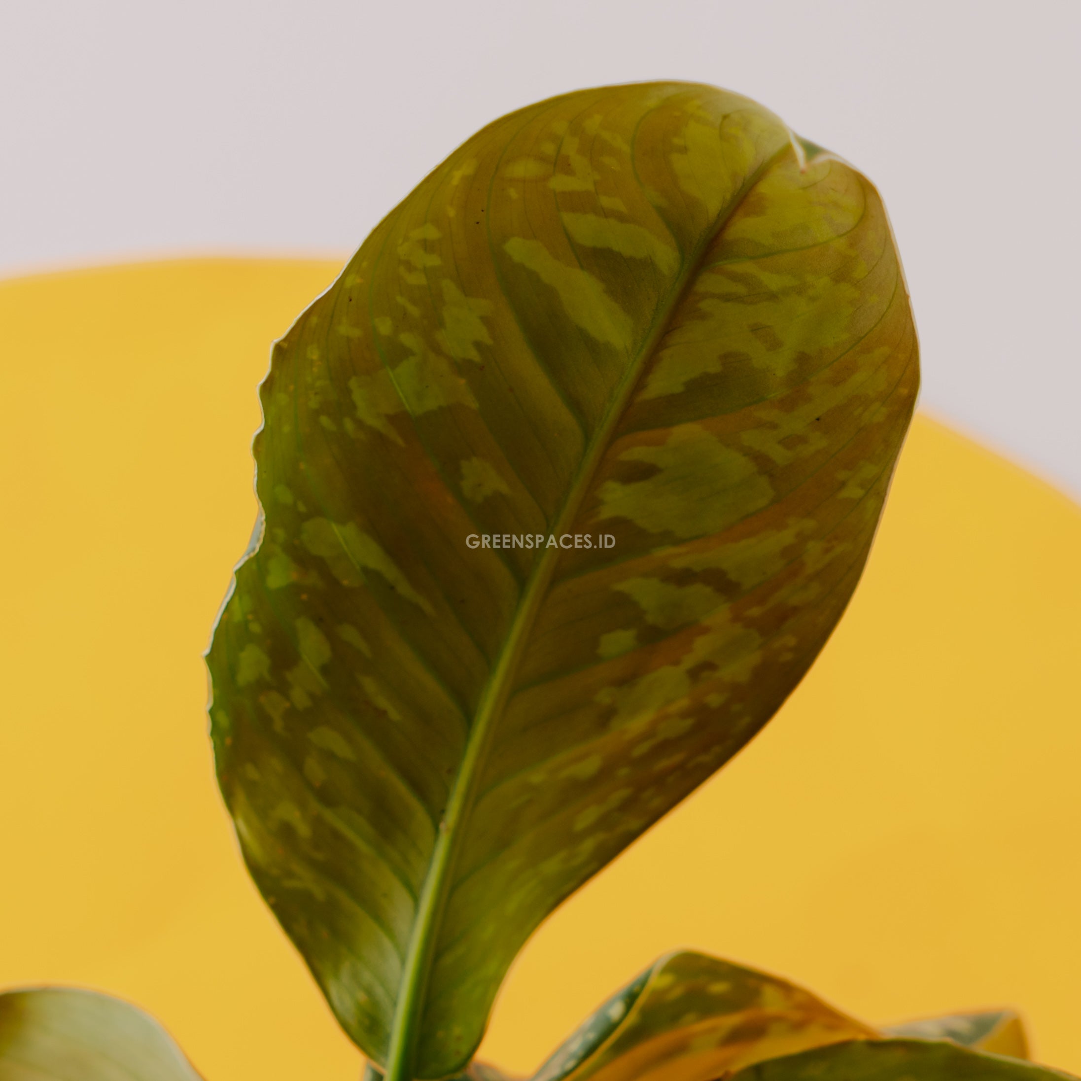 Homalomena Army – Greenspaces.id