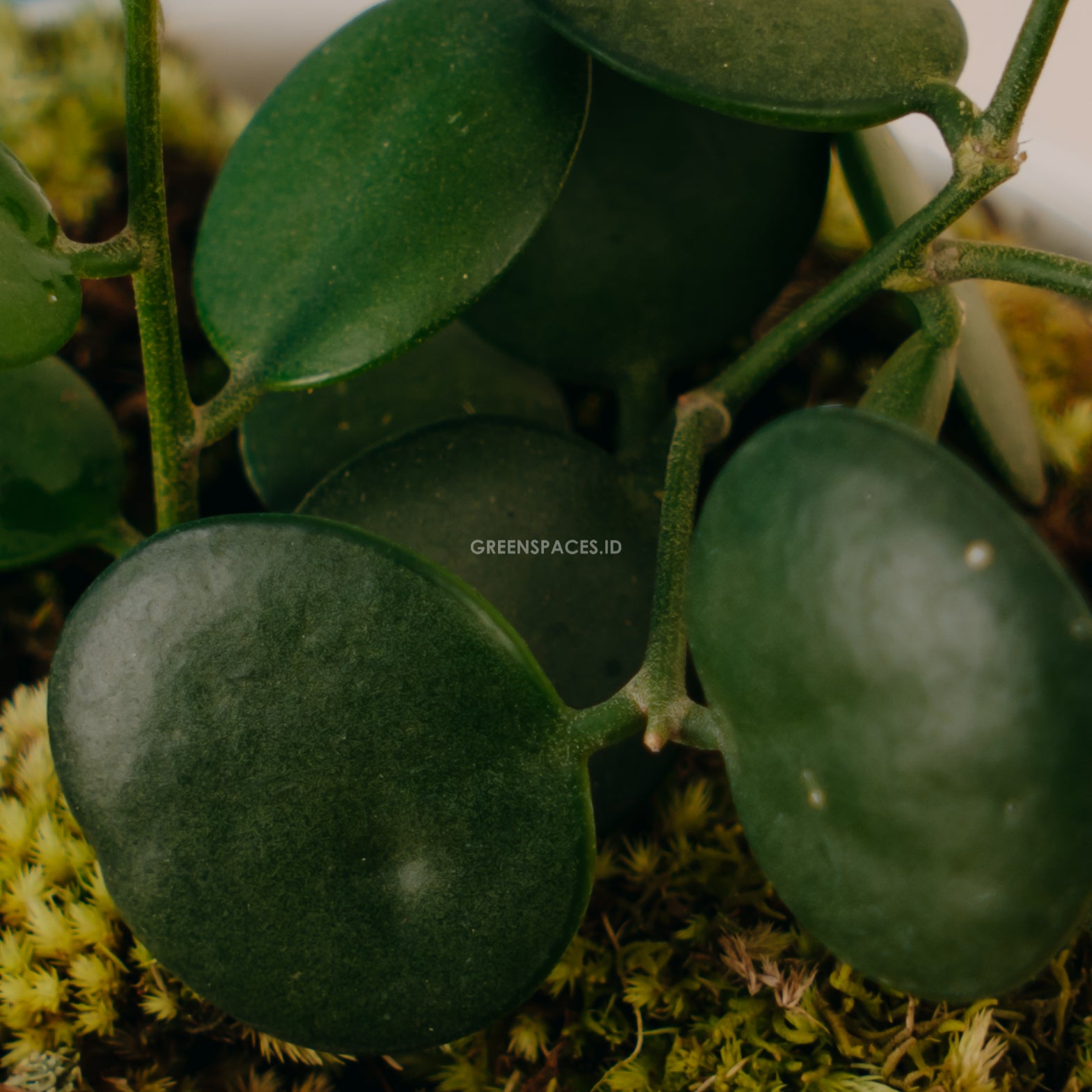 Hoya Coin / Pepperomia Hope – Greenspaces.id