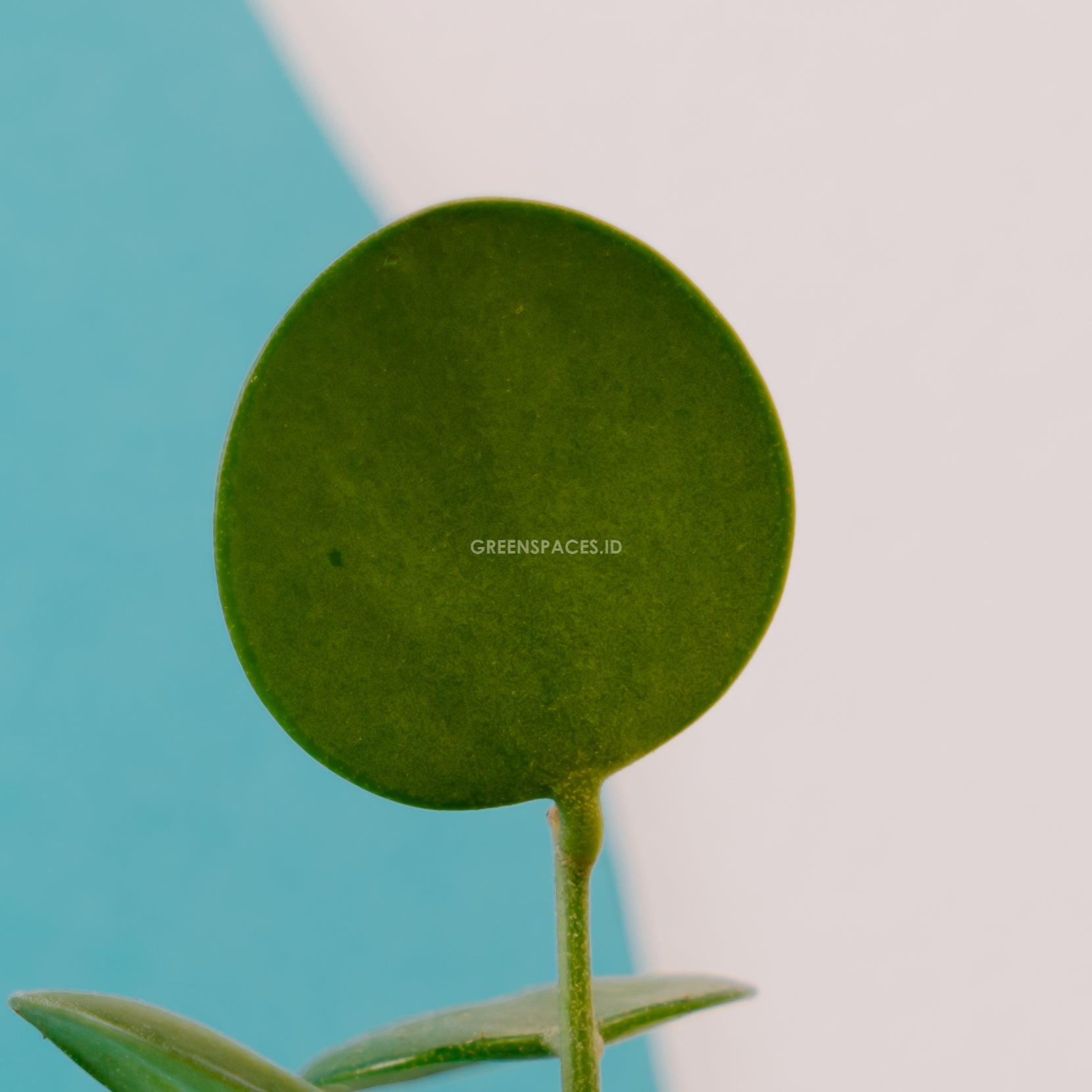 Hoya Coin / Pepperomia Hope – Greenspaces.id