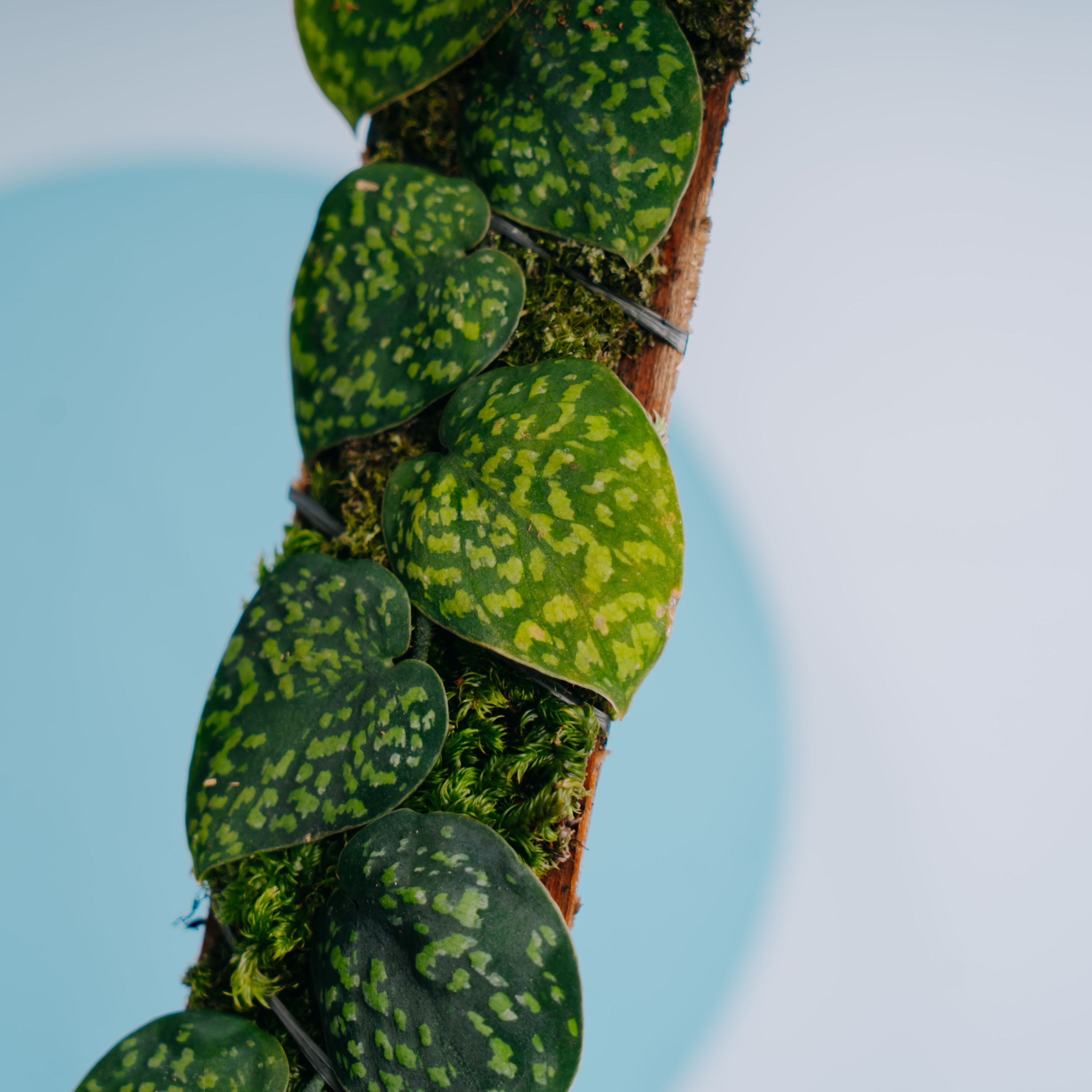 Scindapsus snake scale – Greenspaces.id