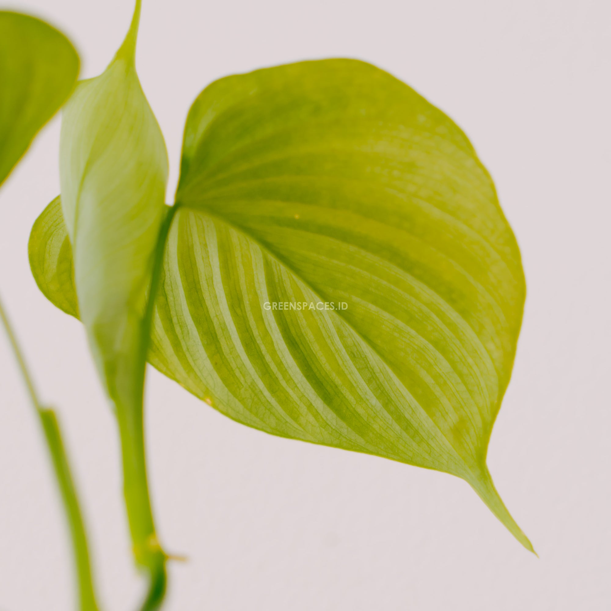 Philodendron Fibraecataphyllum | Greenspaces.id